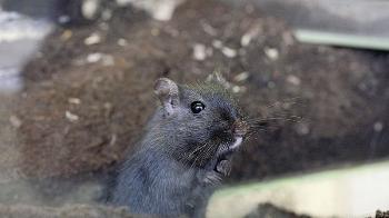 Keeping Gerbils As Pets | RSPCA