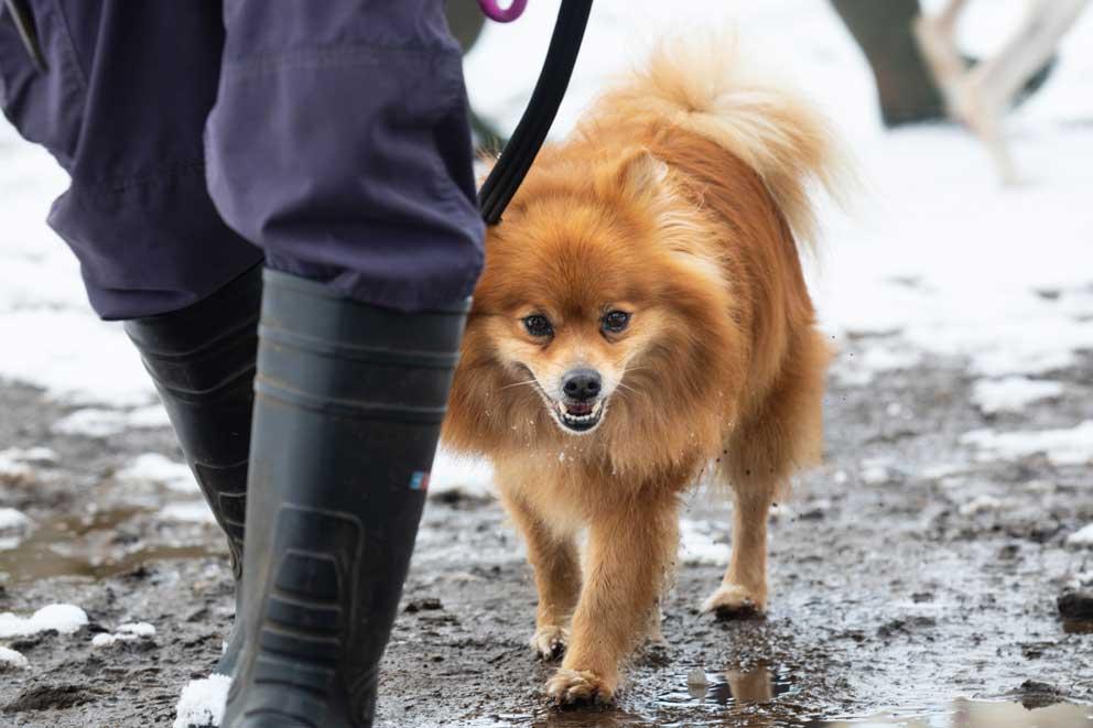 Keeping Pets Safe in Cold Weather | RSPCA - RSPCA - rspca.org.uk