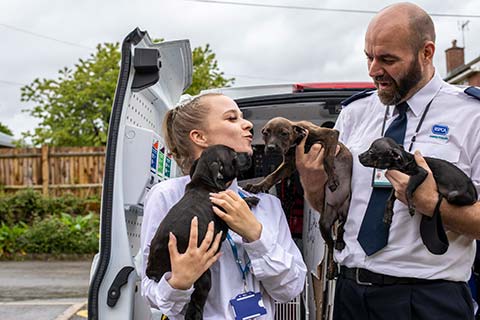 Pet Insurance FAQs | RSPCA