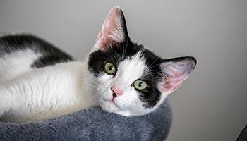 RSPCA 200th Anniversary - RSPCA - rspca.org.uk