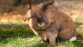 Save Our Breath | Brachycephalic | RSPCA - RSPCA - rspca.org.uk