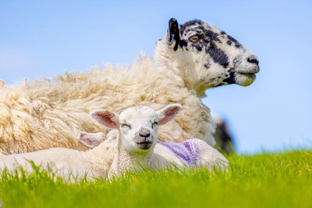 For Every Kind | RSPCA - RSPCA - rspca.org.uk