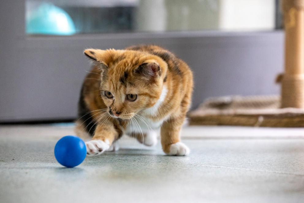 Cats & Kitten Rehoming & Adoption - How It Works | RSPCA - RSPCA ...