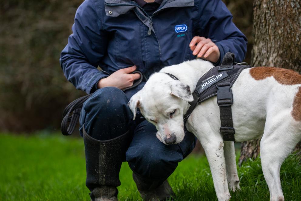 Strategy to 2030 | RSPCA - RSPCA - rspca.org.uk