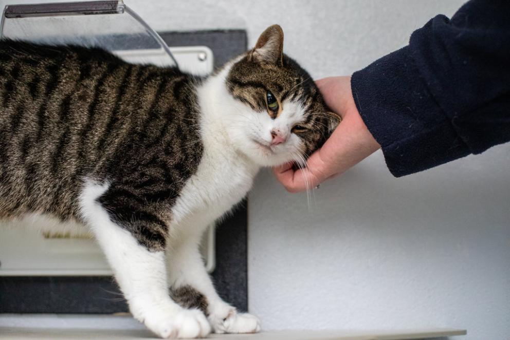 Ways to Donate | RSPCA - RSPCA - rspca.org.uk