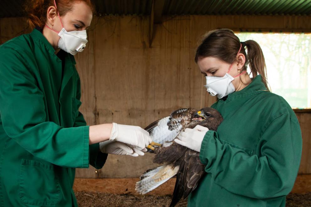 Strategy to 2030 | RSPCA - RSPCA - rspca.org.uk