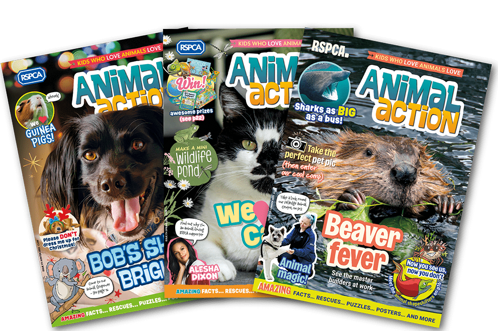Latest Animal Welfare News, TV Shows & Publications | RSPCA - RSPCA ...