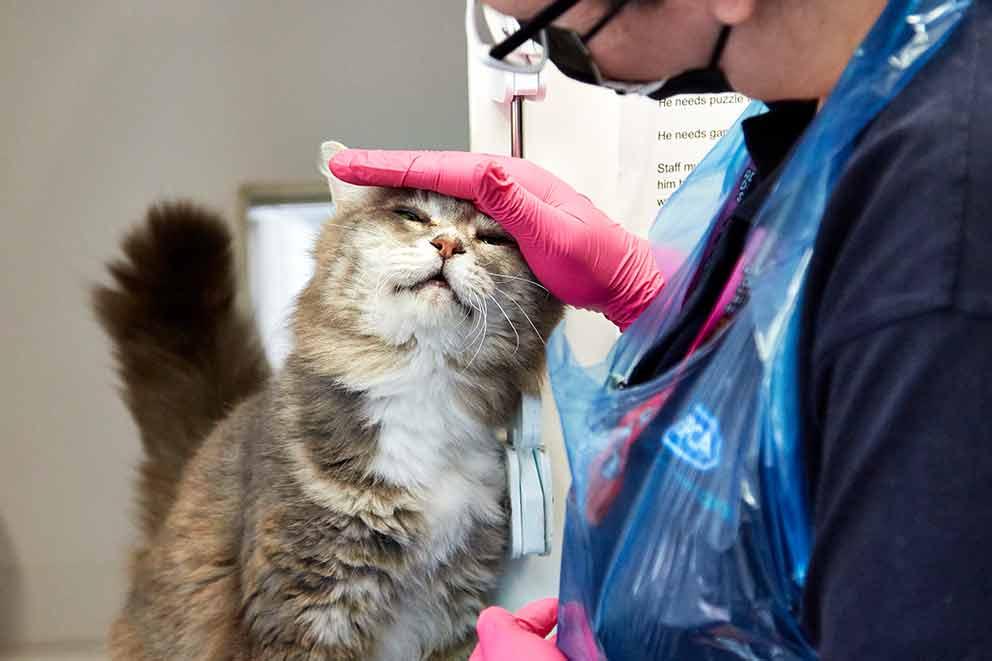 What We Do To Protect & Improve Animal Welfare | RSPCA - RSPCA - rspca ...