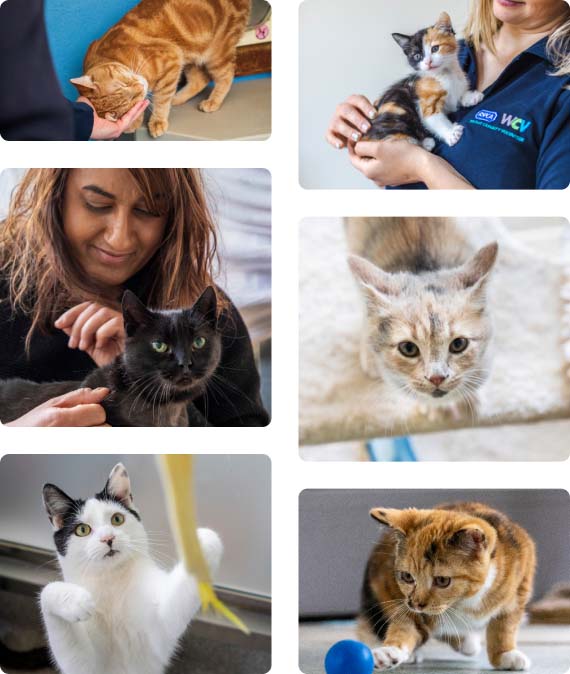 Sponsor RSPCA Cat Pods & Transform Lives