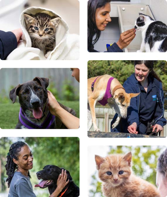 Sponsor Both | RSPCA