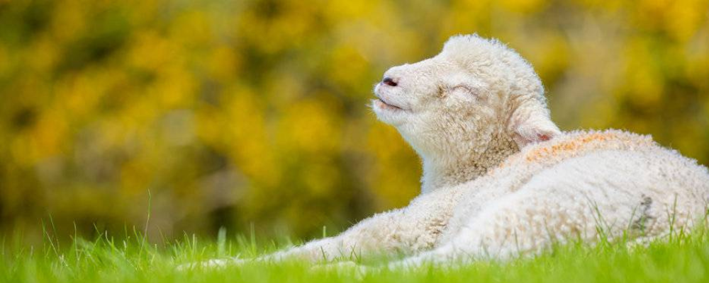 The Largest Animal Welfare Charity in the UK | RSPCA - RSPCA - rspca.org.uk