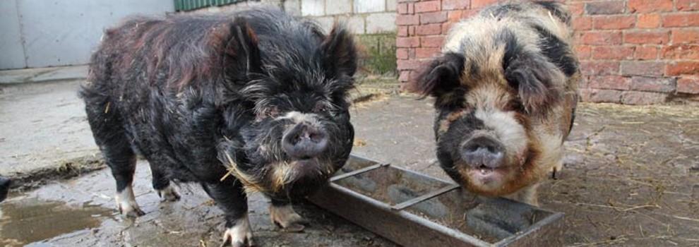 Keeping Pigs As Pets | RSPCA - RSPCA - rspca.org.uk
