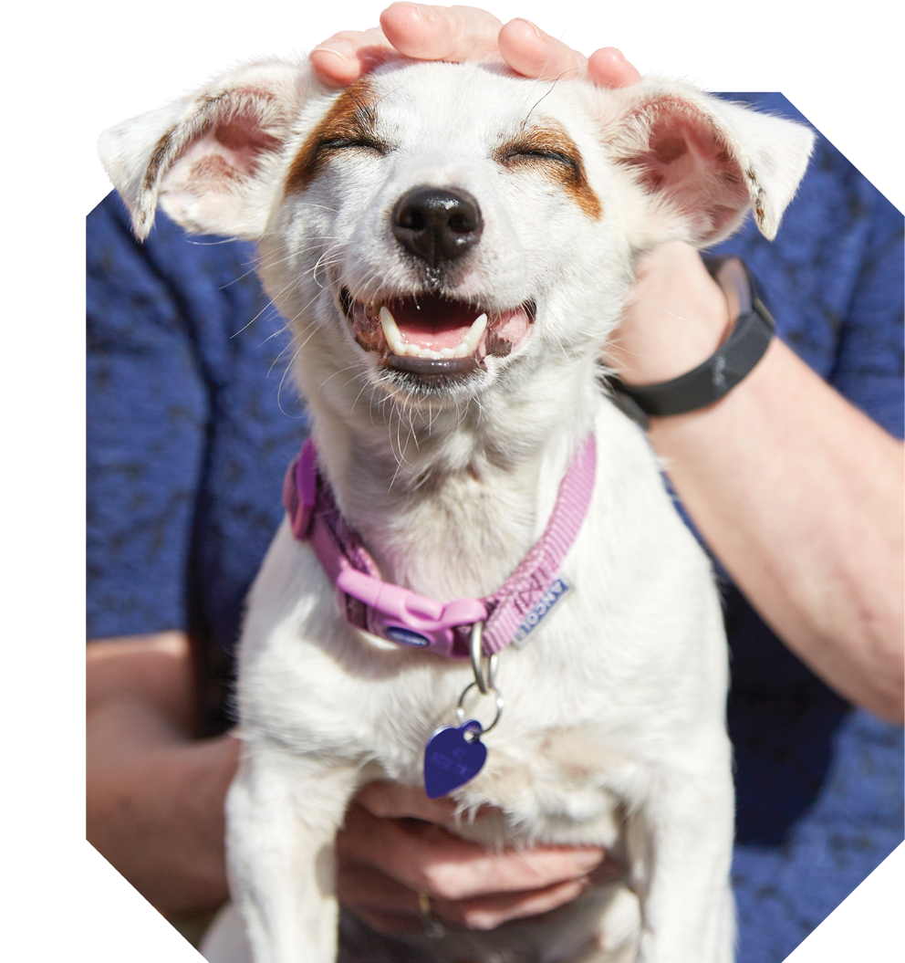 Search rescue pets in need of adoption today | RSPCA - RSPCA - rspca.org.uk