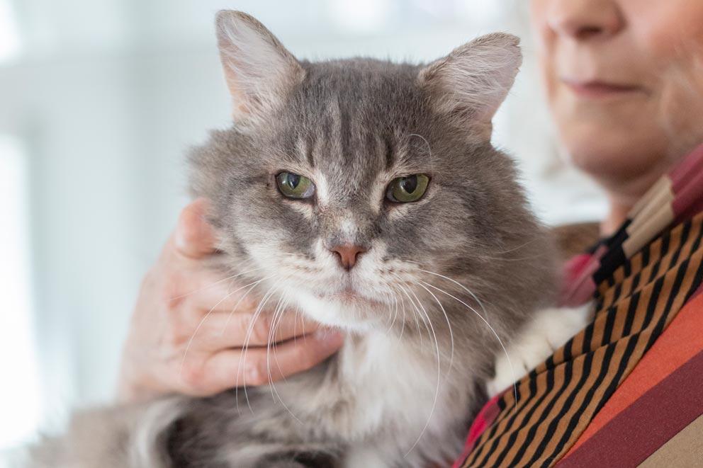 Sponsor RSPCA Cat Pods & Transform Lives - RSPCA - rspca.org.uk
