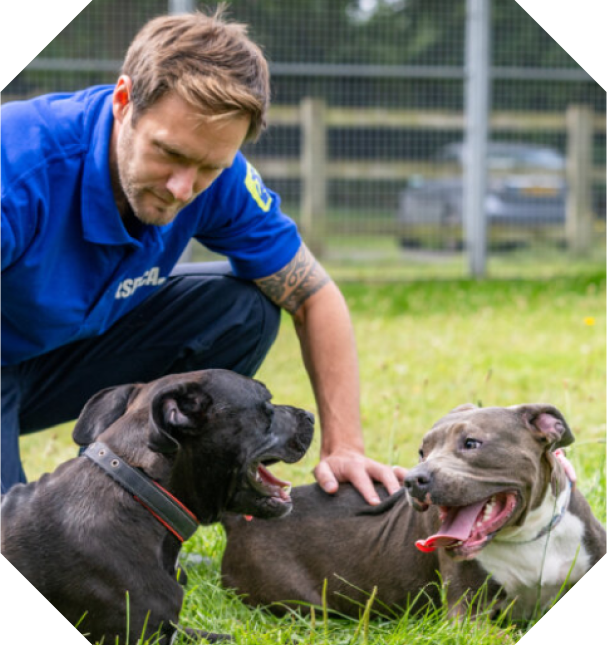 The Largest Animal Welfare Charity in the UK | RSPCA - RSPCA - rspca.org.uk