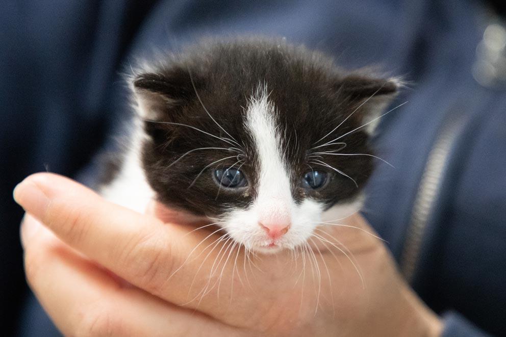 RSPCA Sponsorship | Help animals in need - RSPCA - rspca.org.uk