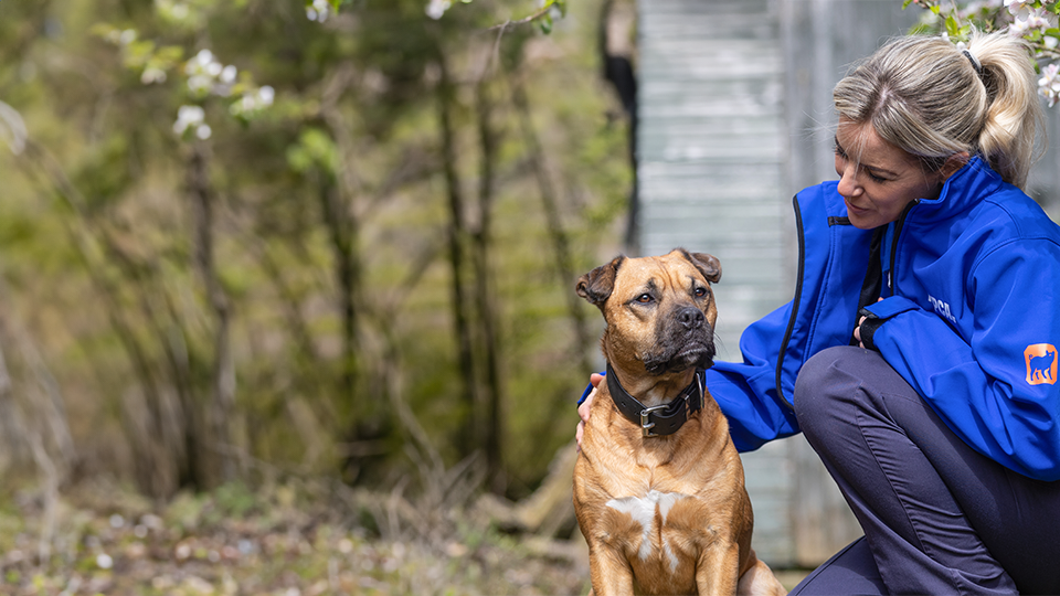 RSPCA | Donate Online - RSPCA - rspca.org.uk