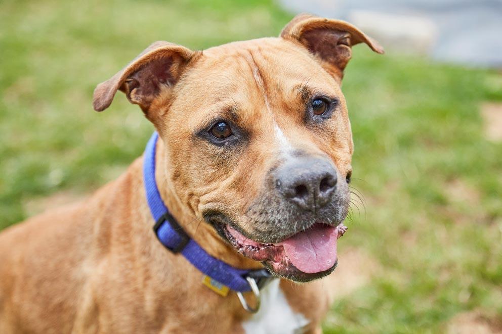 RSPCA Sponsorship | Help animals in need - RSPCA - rspca.org.uk