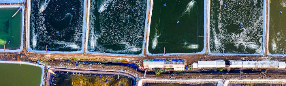 Farmed Fish | RSPCA - RSPCA - rspca.org.uk