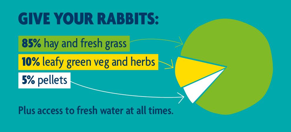 Rabbit diet - Rabbit welfare - Tips, advice, health - RSPCA - rspca.org.uk