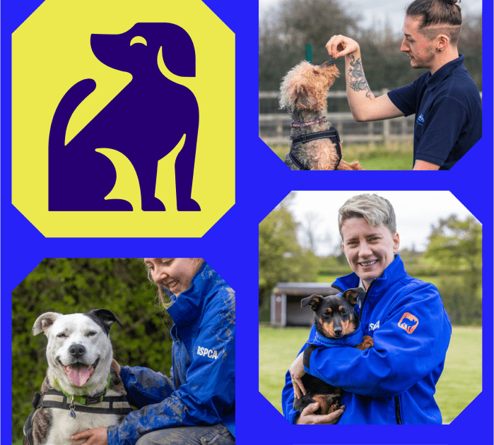 Sponsor RSPCA Dog Kennels & Transform Lives - RSPCA - rspca.org.uk