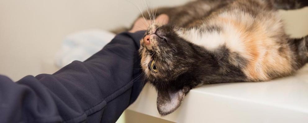 Sponsor RSPCA Cat Pods & Transform Lives - RSPCA - rspca.org.uk