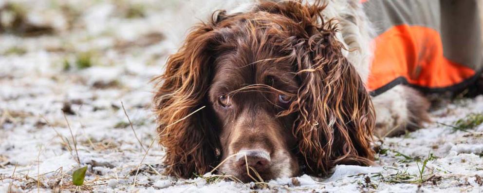 The Largest Animal Welfare Charity in the UK | RSPCA - RSPCA - rspca.org.uk