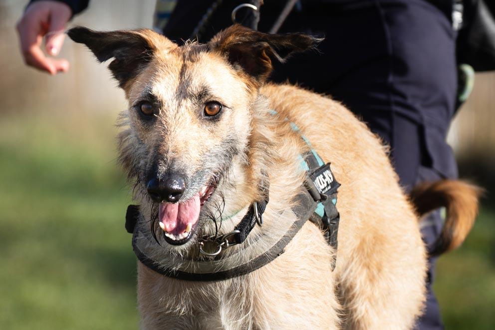 RSPCA Sponsorship | Help animals in need - RSPCA - rspca.org.uk