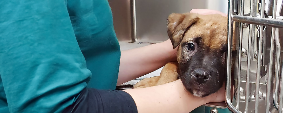 RSPCA | Donate Online - RSPCA - rspca.org.uk