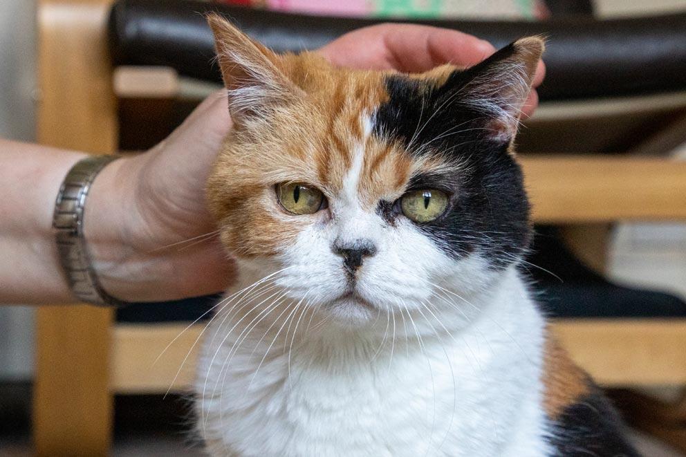 Sponsor RSPCA Cat Pods & Transform Lives - RSPCA - rspca.org.uk