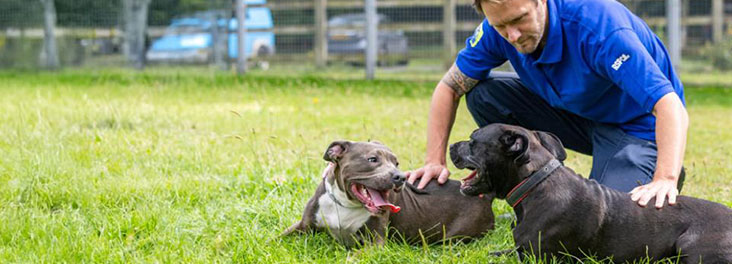 Leybourne Animal Centre - Home - rspca.org.uk - RSPCA