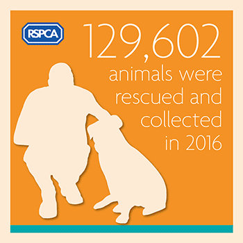 Donate Online Today & Help End Animal Suffering | RSPCA