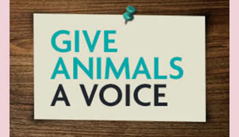 We campaign to better the welfare of all animals | RSPCA