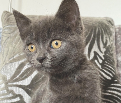 RSPCA charity raffle | RSPCA