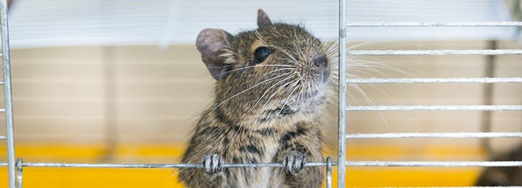 Degu health and welfare | RSPCA