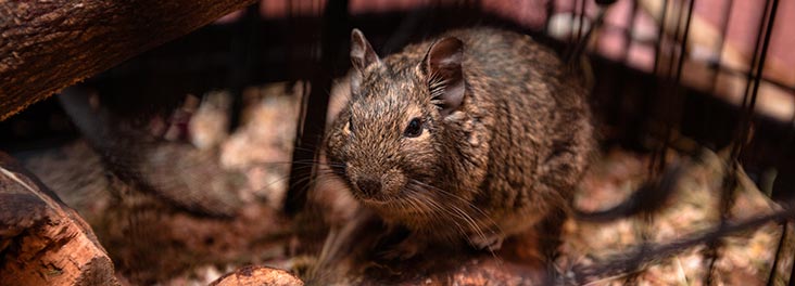 How to properly care for degus | RSPCA