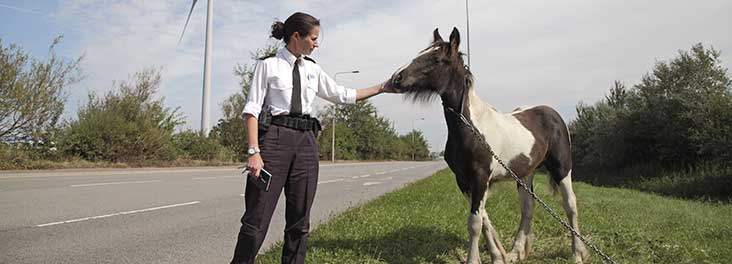 Tethering horses - RSPCA