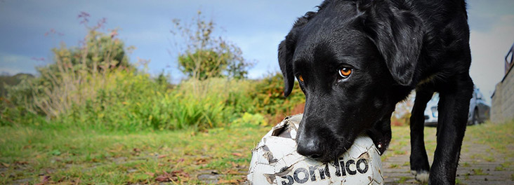 Royal Society for the Prevention of Cruelty to Animals | RSPCA - rspca ...