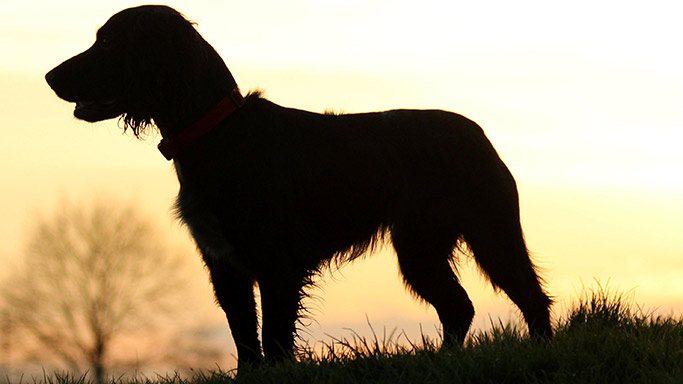 The Largest Animal Welfare Charity in the UK | RSPCA