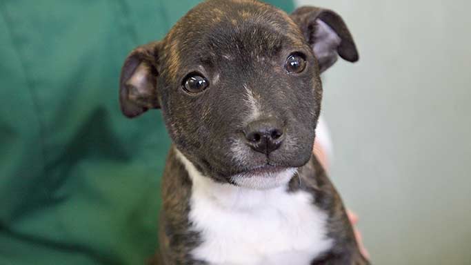 The Largest Animal Welfare Charity in the UK | RSPCA